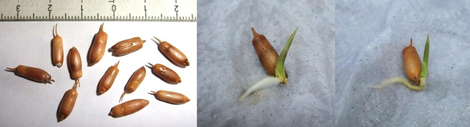 Cara Tanam Buluh Madu Untuk Hasil Rebung - Kebun Bandar