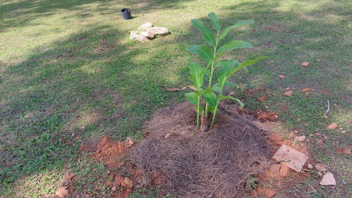 Ini Rahsia Agar Pokok Kantan Berbunga Sentiasa | Kebun Bandar