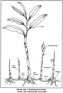 Ini Rahsia Agar Pokok Kantan Berbunga Sentiasa | Kebun Bandar