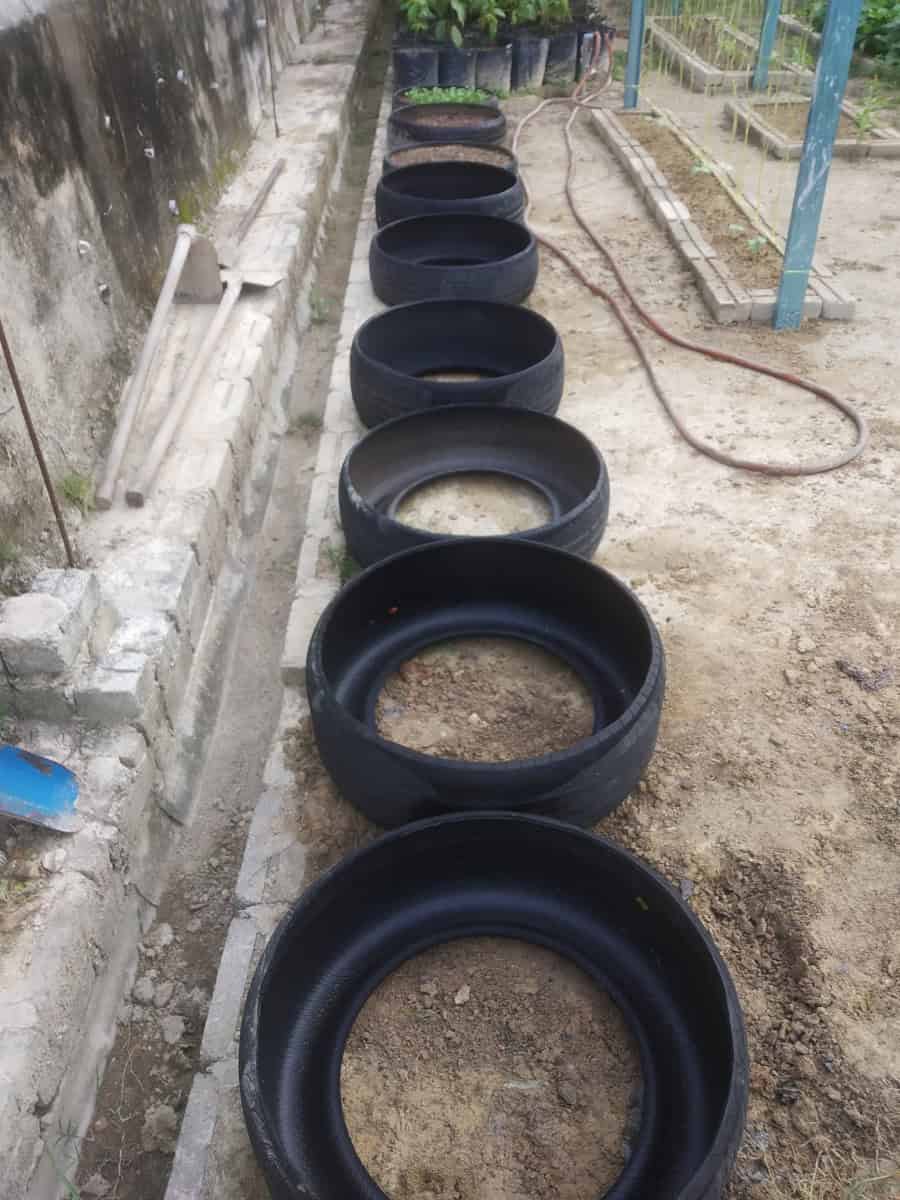 Cara Mudah Penanaman Sayur dalam Tayar Terpakai - Kebun Bandar